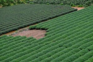Monoculture Farming Explained | What Are The Pros And Cons?